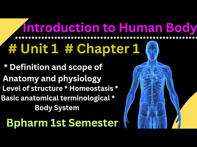 Anatomy Of The Human Body 1 Youtube