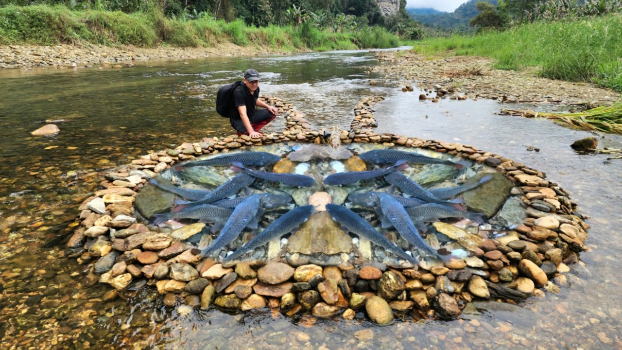 A very unique way to trap fish, stack rocks in the stream to form a ...
