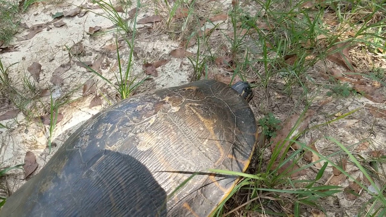 Massive turtle wandering the back roads of Mississippi - YouTube