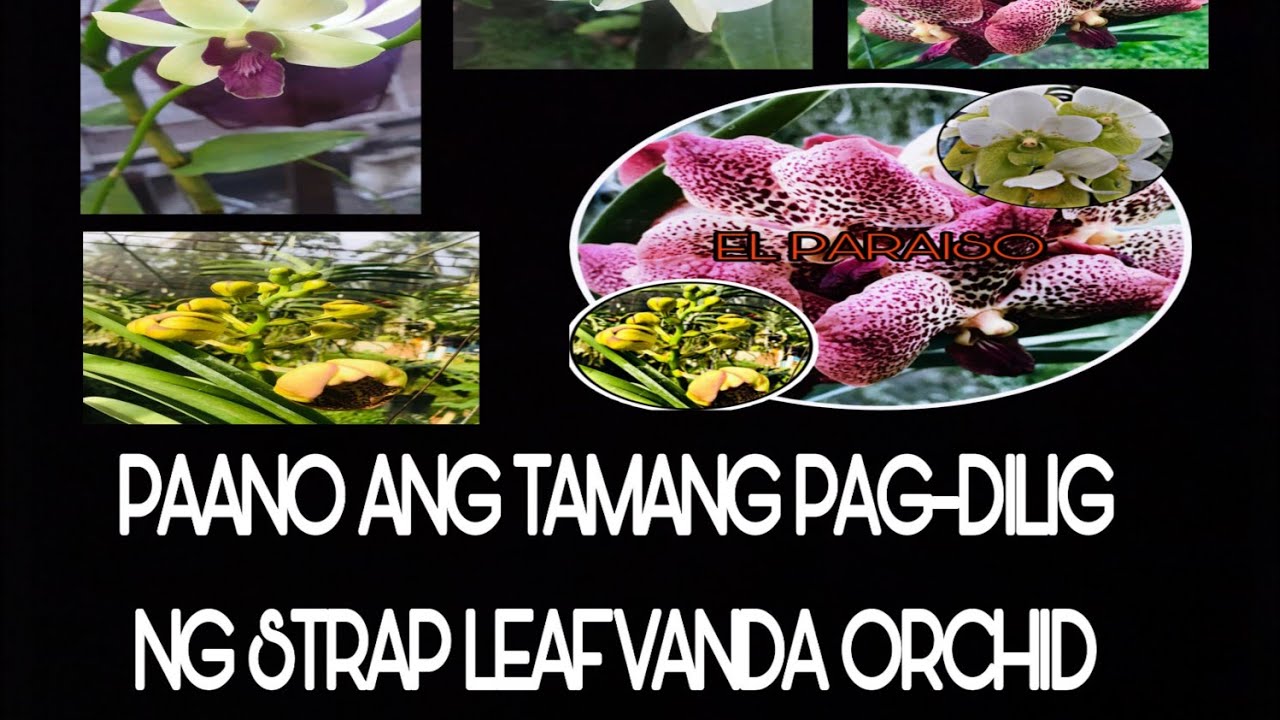 HOW TO WATER STRAP LEAF VANDA PROPERLY?/V6 - YouTube