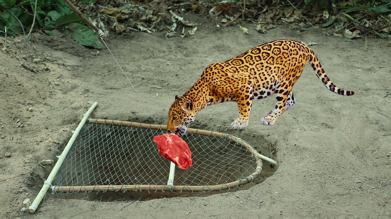 Installing Quick Tiger Trap Using Water Melon With Nets - YouTube