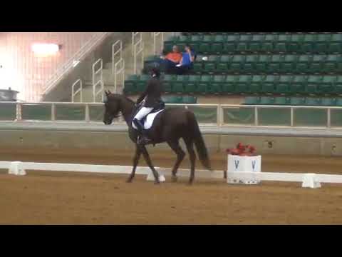 Dalwhinney/Hailey Guard at Region 1 Dressage Championships 2nd level ...