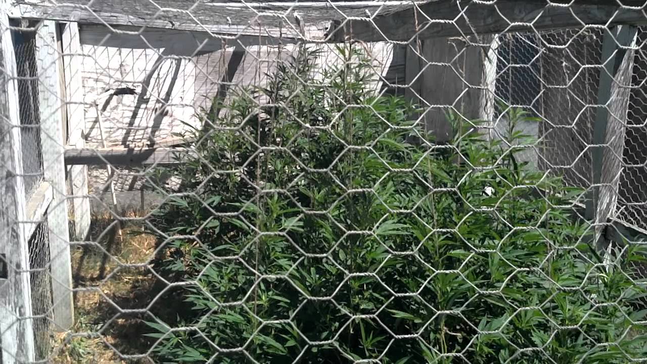 Outdoor Medical marijuana august 7th 2012 - YouTube