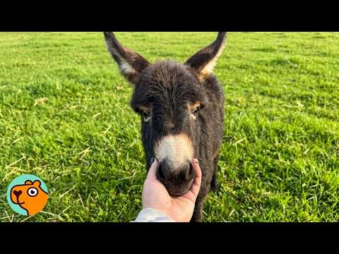 Lady Saves Pregnant Donkey. Now Baby Runs The Farm | Cuddle Buddies
