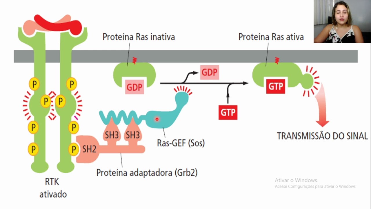 Aula 8 - Via Ras-Map-quinase - YouTube
