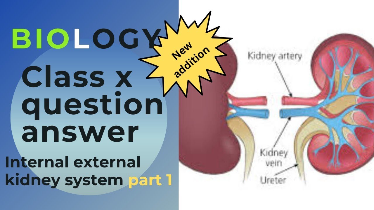 define the internal external kidney part 1 internal external kidney ...