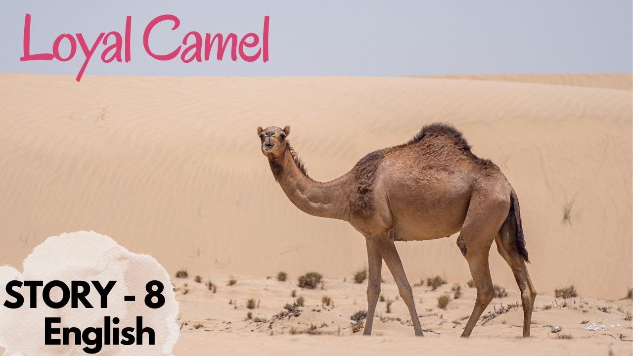 Loyal Camel | STORY 8 | Moral Bedtime Audio Stories | Drizzling ...
