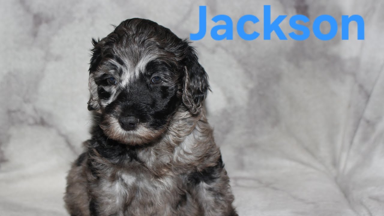 Jackson- Puppy Aptitude Testing - YouTube