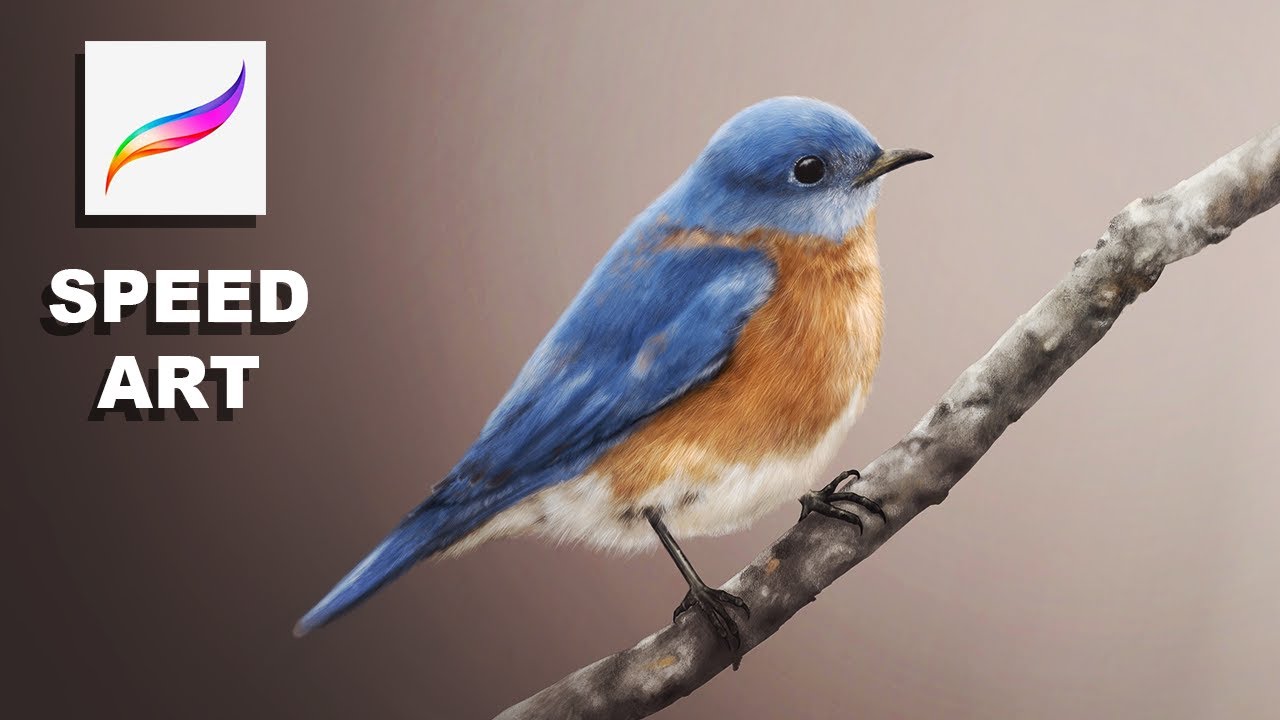 Eastern Bluebird - Speed Drawing on Procreate - YouTube