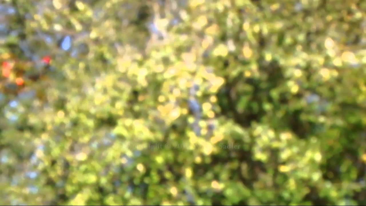 Bullace the wild British plum, free fruit to be picked... - YouTube