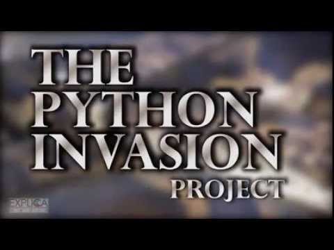 The Python Invasion Project: Swimming with gators to hunt pythons - YouTube