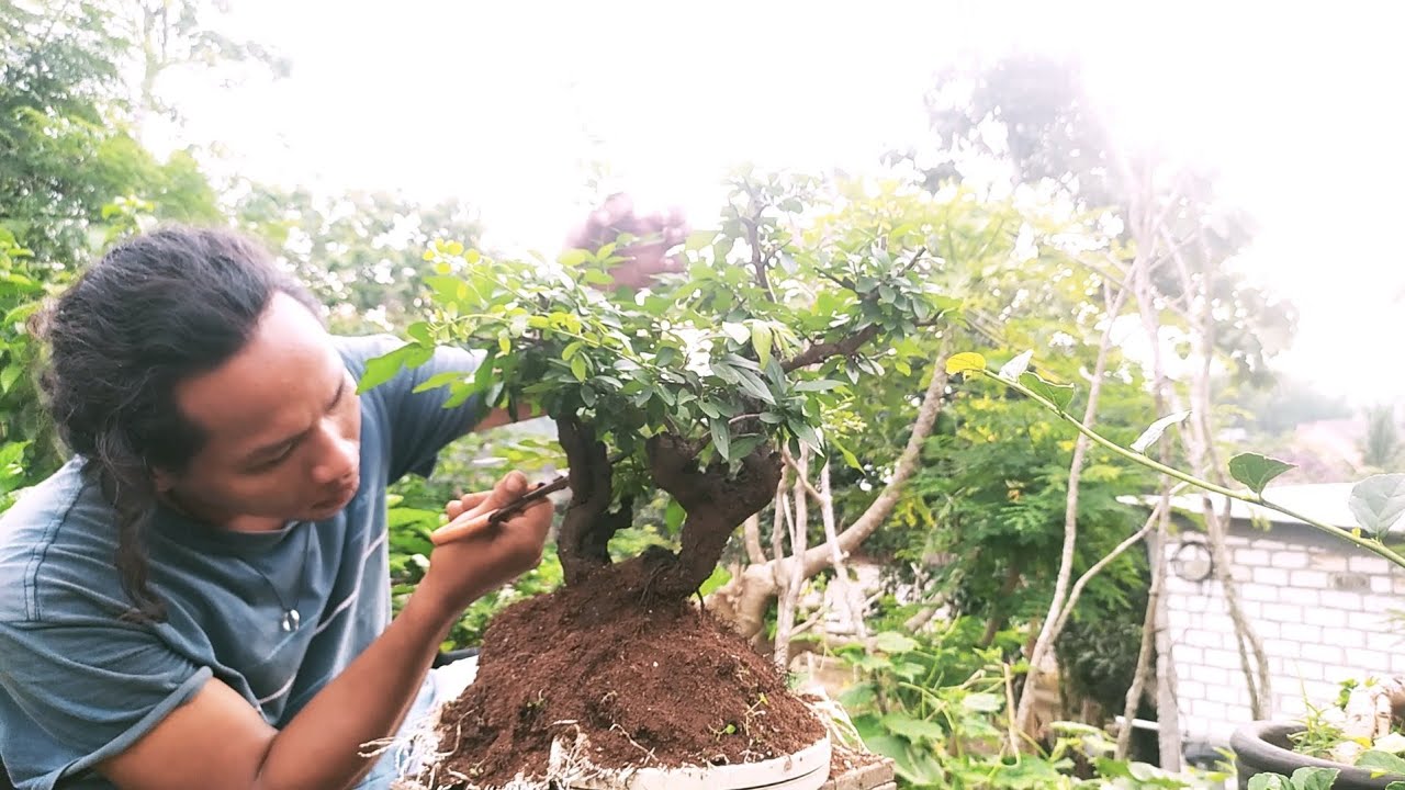 Mustam Bonsai Repoting Diospyros Montana #bonsaitree #bonsai #yamadori ...