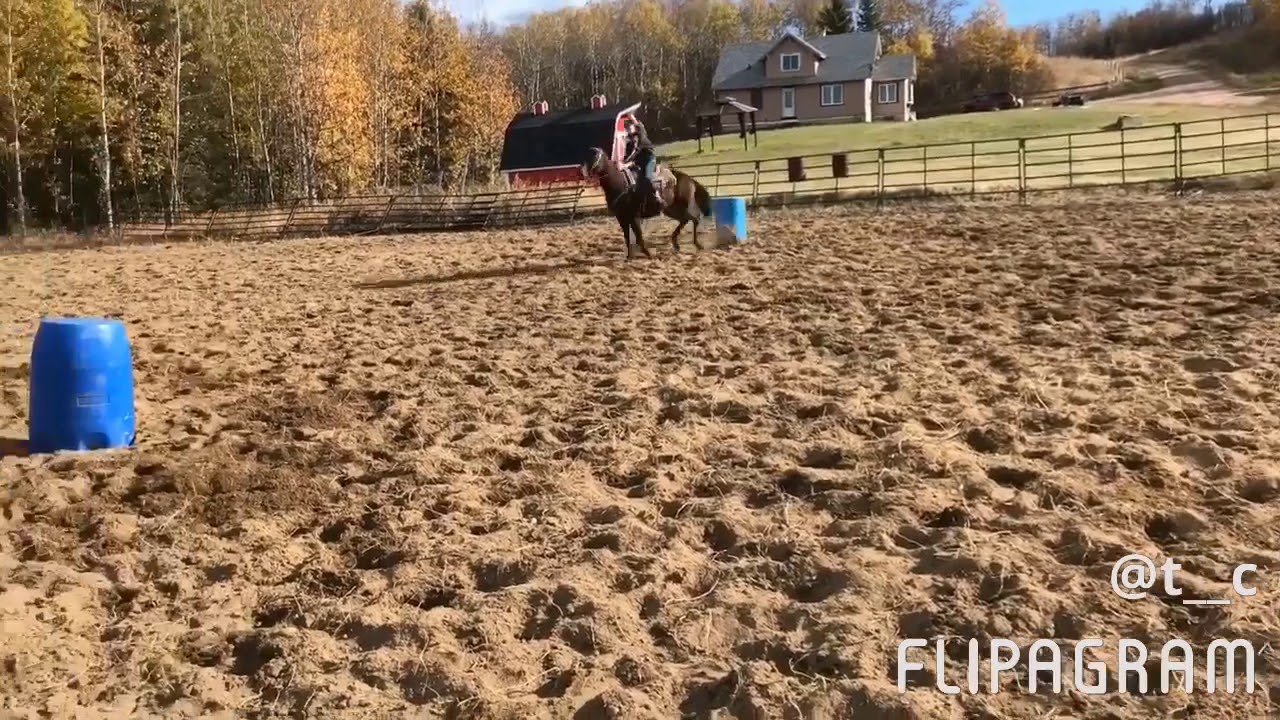 Barrel/gymkhana horse for sale - YouTube