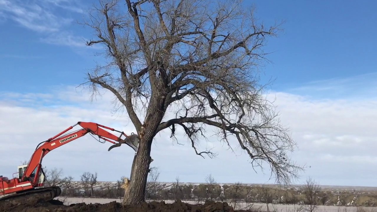 PUSHING OVER HUGE TREE - YouTube