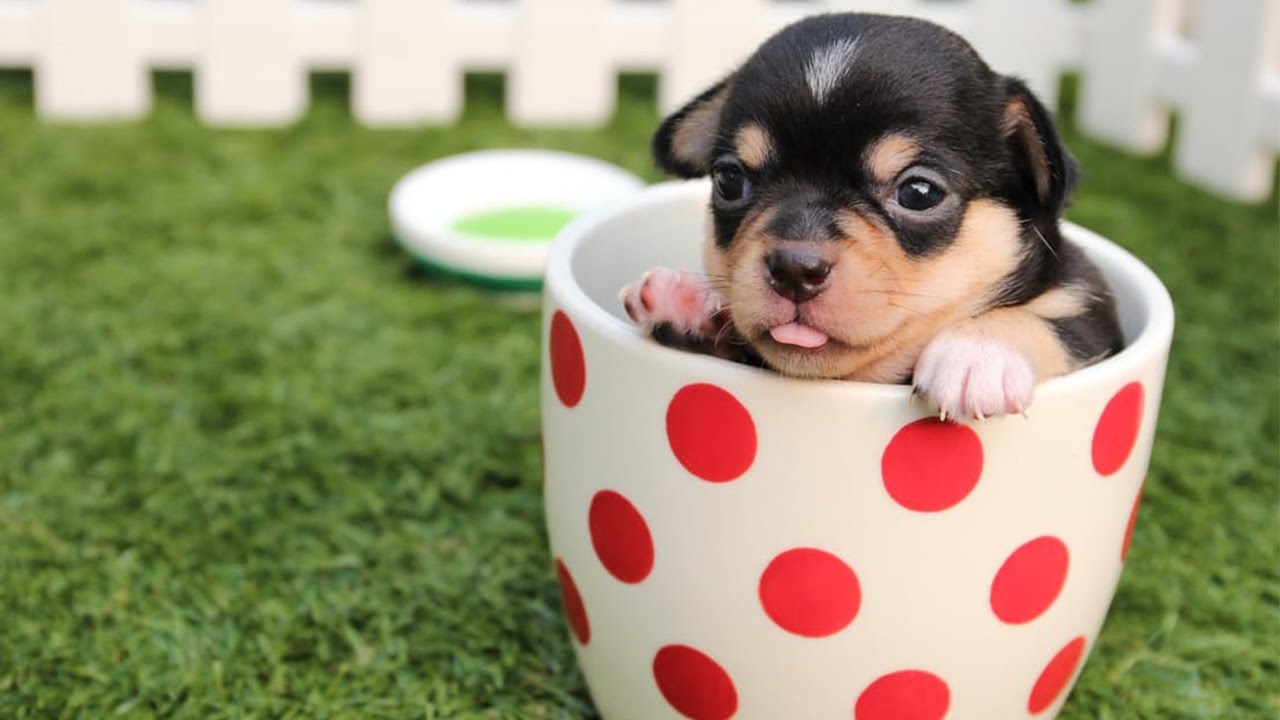 los animales más tiernos y adorables del mundo que te emocionarán - YouTube