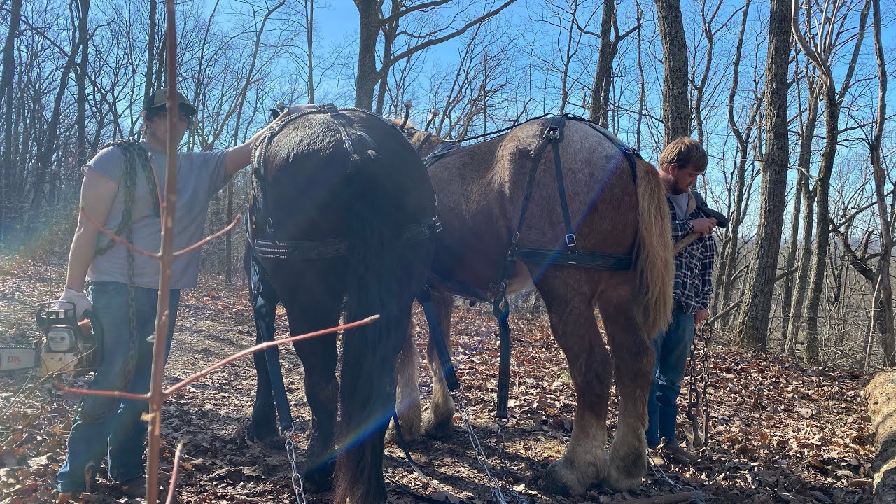 Logging in the Appalachian mountains with horses - YouTube