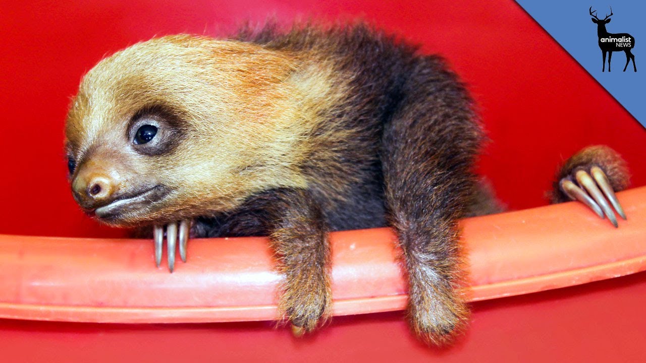 The Strange Pooping Habits Of A Sloth - YouTube