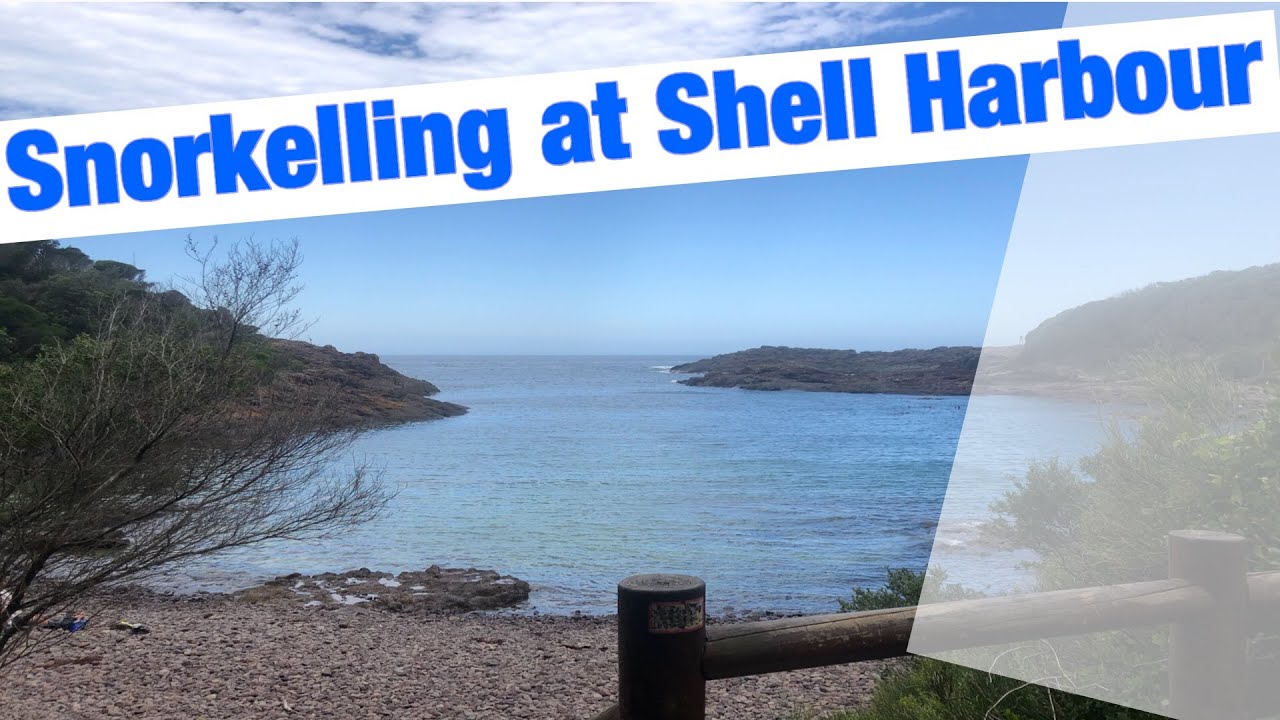 Snorkelling at shell harbour! - YouTube