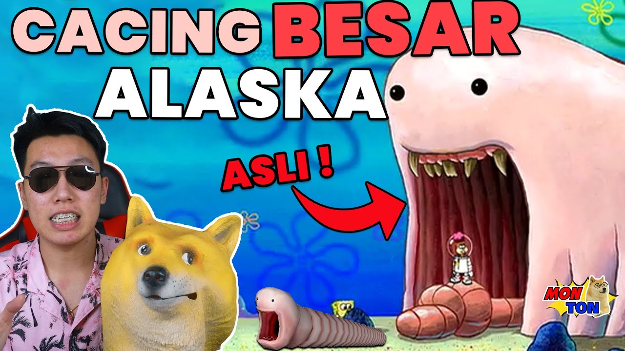 ASLI!!! Inilah Cacing Besar Alaska Sesungguhnya! MonTon - YouTube