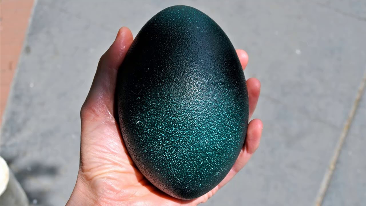 strange animal eggs never seen before - YouTube