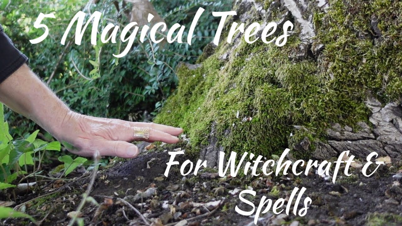 Five Magical Trees for Witchcraft & Spells - YouTube