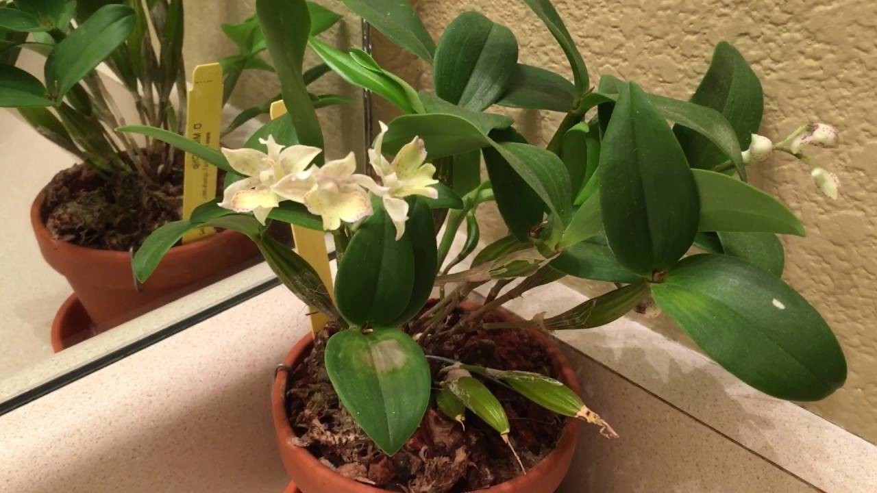 Den. Microchip - YouTube