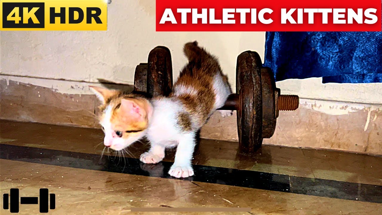 Athletic Kittens Untiring Workout | 4K HDR | Very Funny Cats # ...