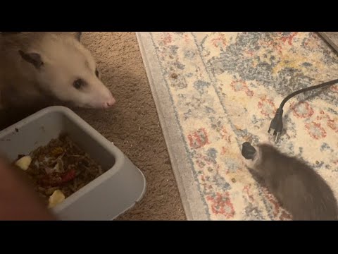 A Typical Morning With Possums - YouTube