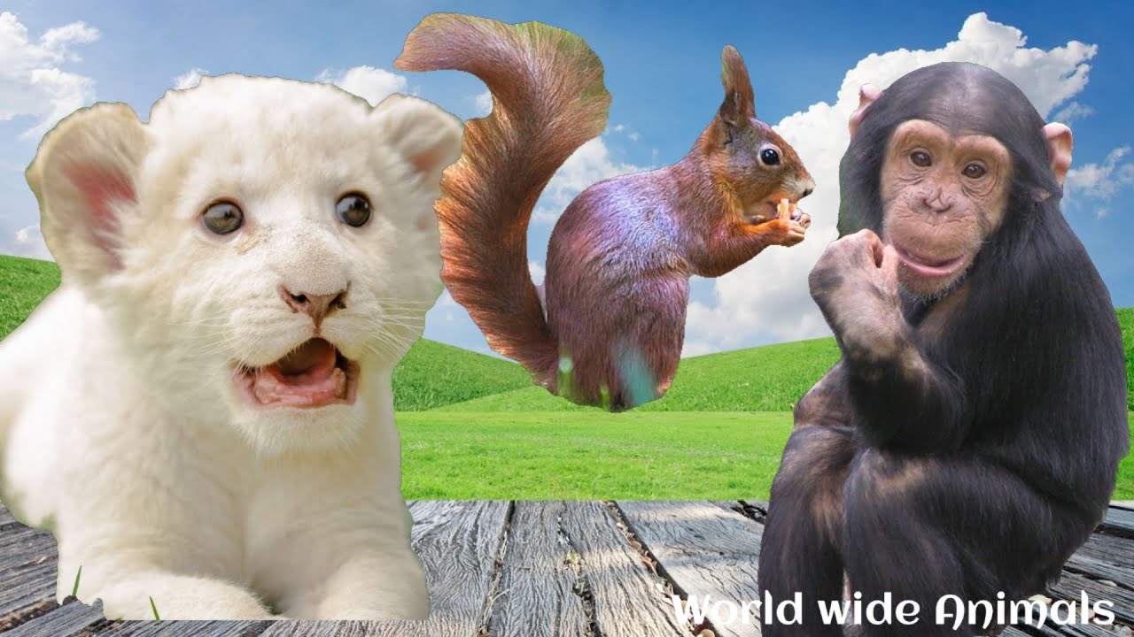 Animals funny video || Animal planet and Animals video, Names ...