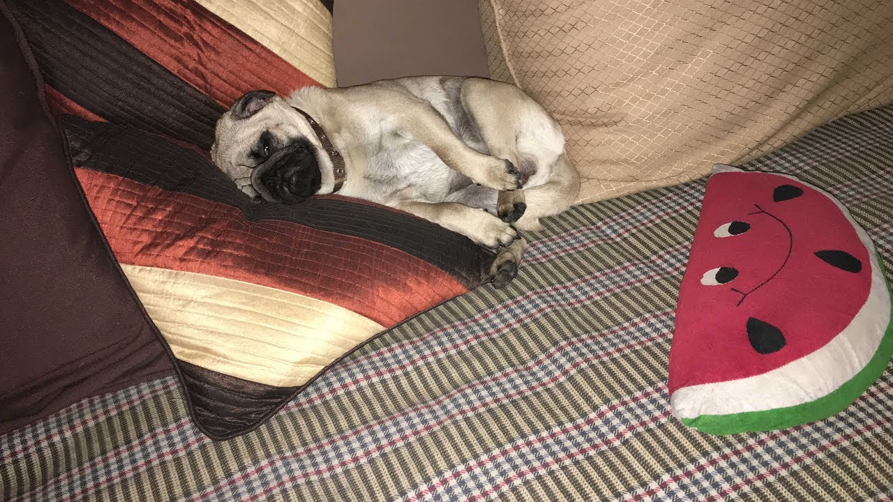 Cute pug rolls over thrice~funny video - YouTube