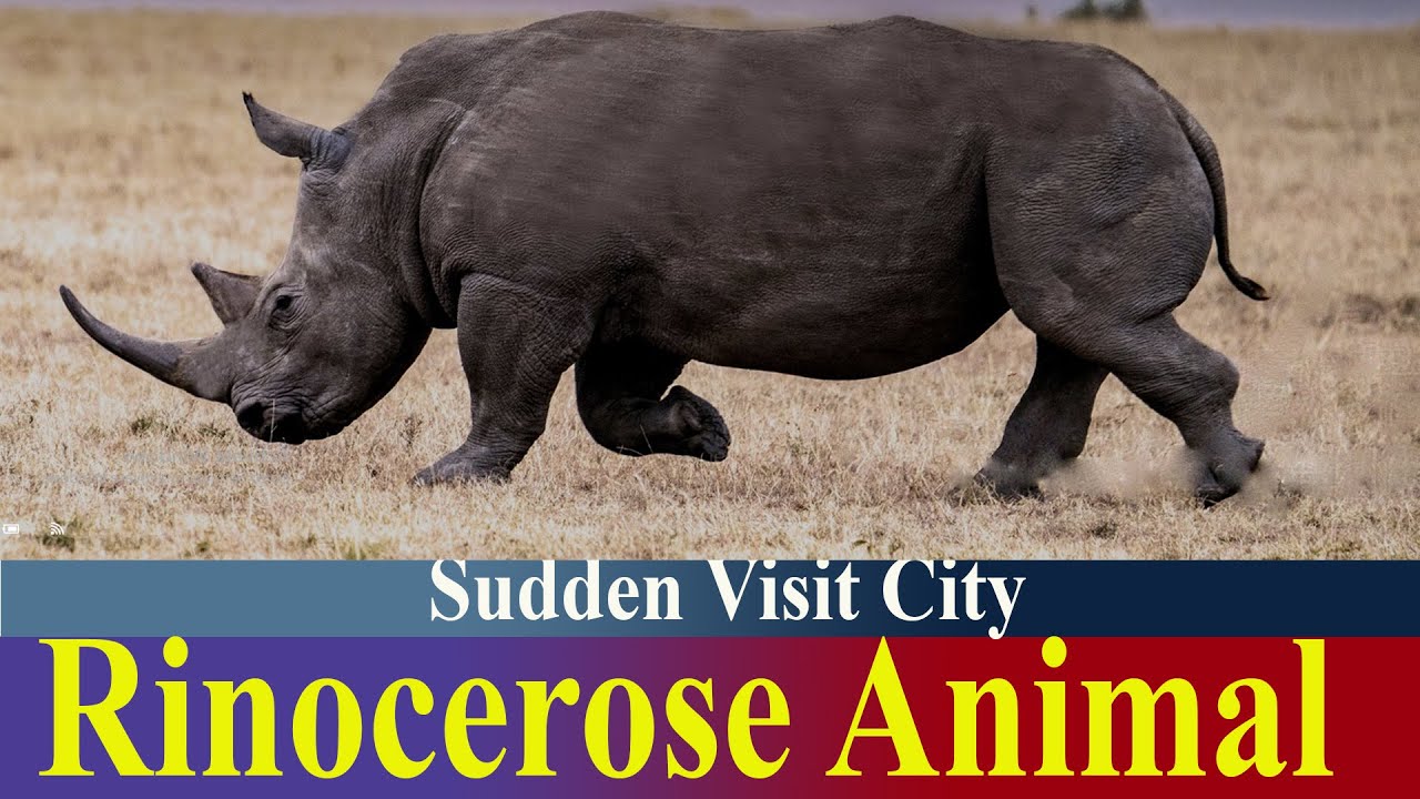 Rhinoceros Suddenly in City, How Strange! | Rhinoceros video | Wild ...