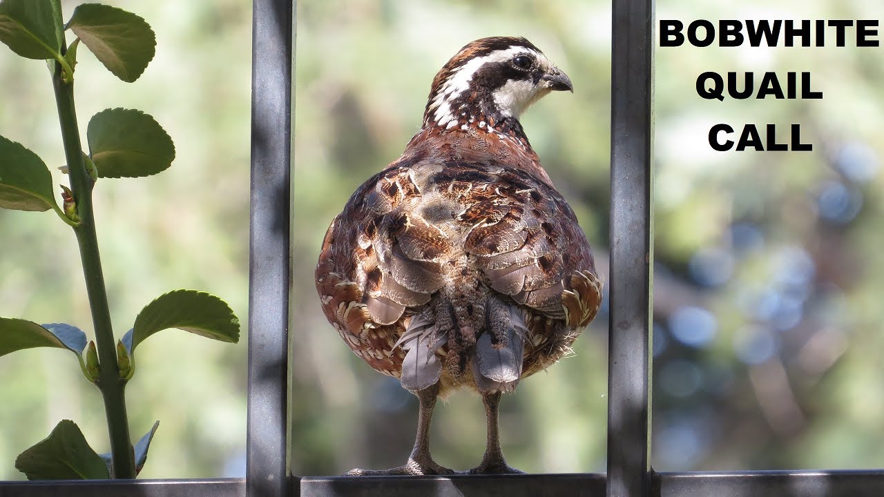 Male Northern Bobwhite Quail Call ~ Song ~ Sounds ~ Whistle ~ Found in ...