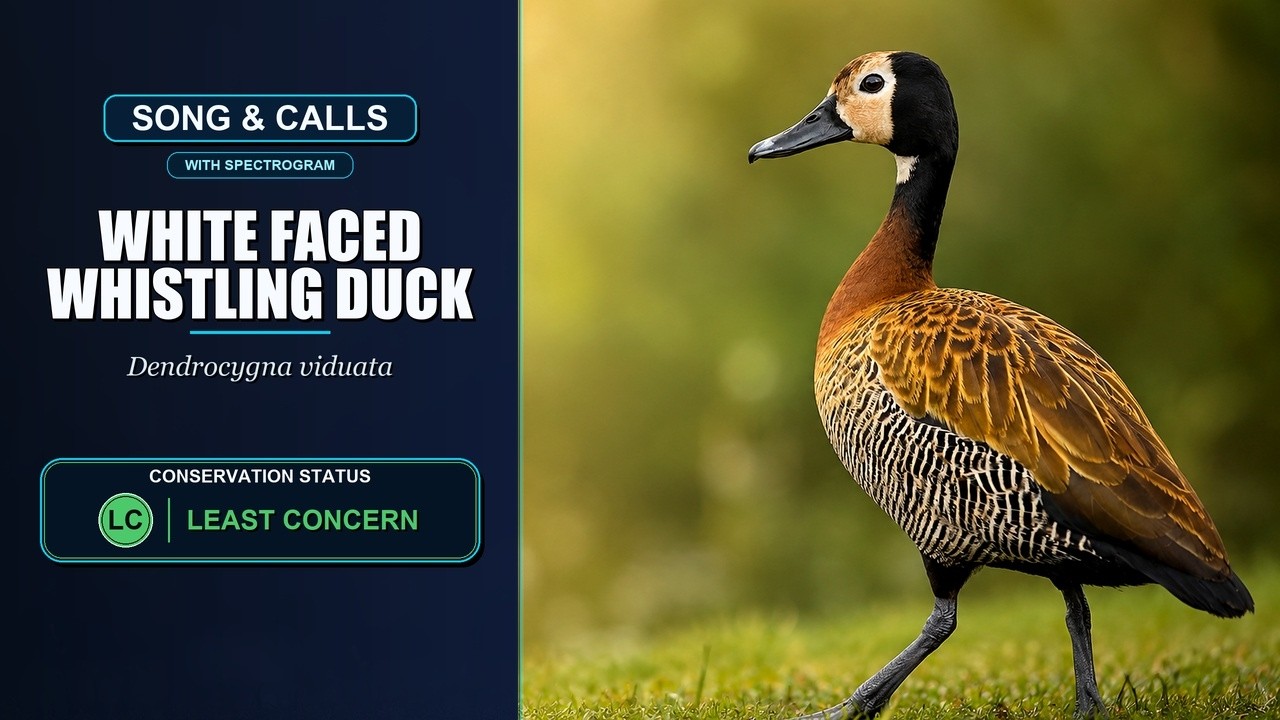 White-faced Whistling Duck Song & Calls | Dendrocygna viduata ...