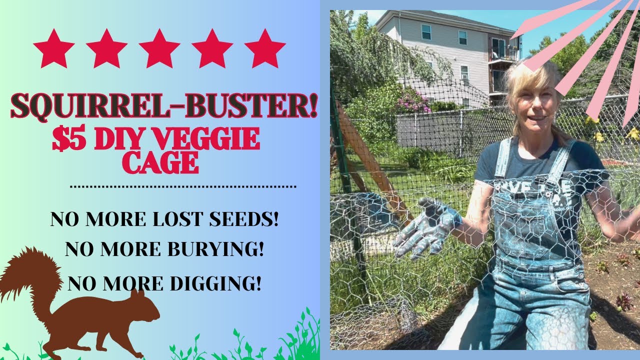 $5 Fool-Proof ’SQUIRREL BUSTER’ - Make Your Own - DIY Quick Guide for ...