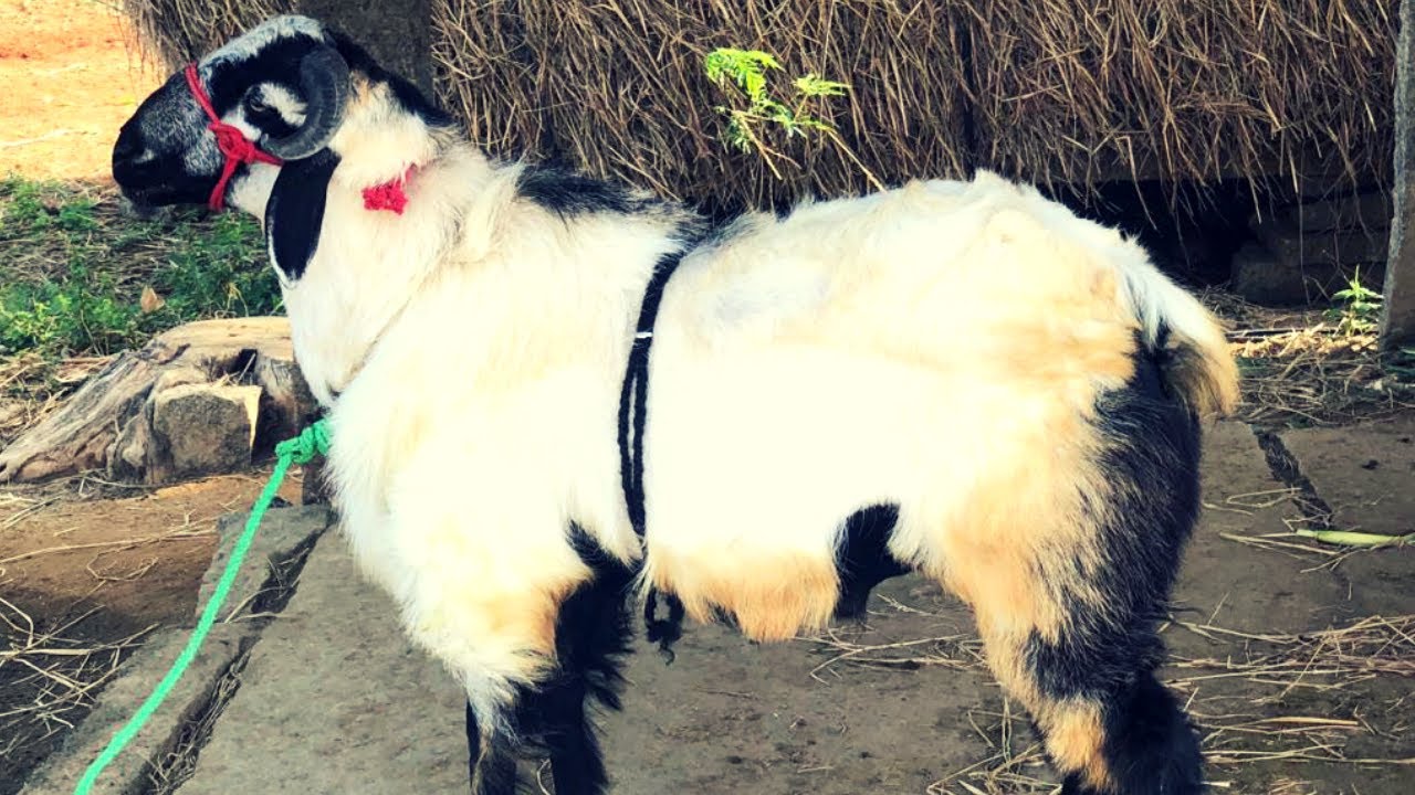 Young Bakra(Sheep) Collection For Bakrid 2020|Ep 9|Big Bakra - YouTube