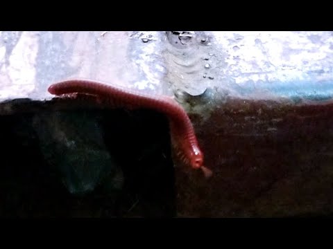 Spirostreptus is a genus of giant millipedes of the family ...