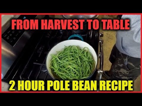 How you can Prepare Fresh Crimson Beans - Nutrition | NoahStrength.com