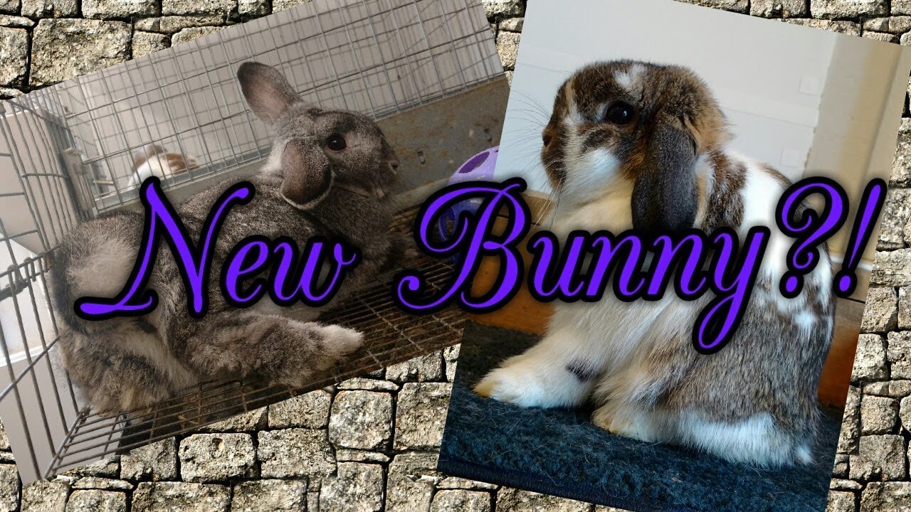 Rabbitry Update || In the Shed || New Bunny! - YouTube