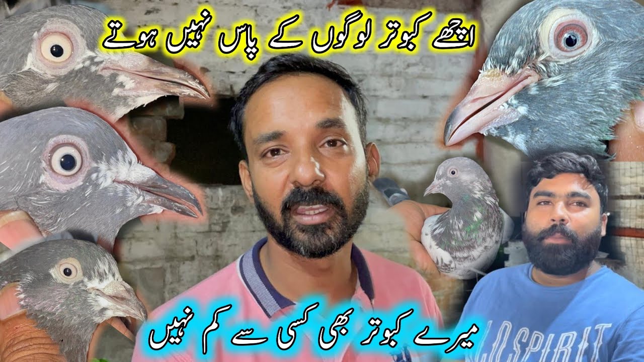 Ustad Yasir Mera Kabootar Bhi Kesi Se Kam Nahi Hy || Pigeons Online ...