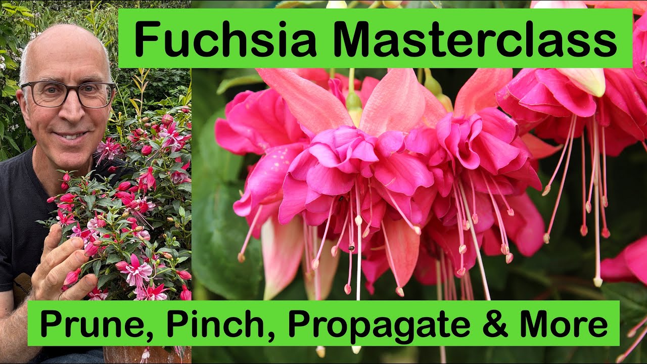 FUCHSIA MASTERCLASS – HOW TO GROW, PRUNE & PROPAGATE PLUS FUCHSIA ...