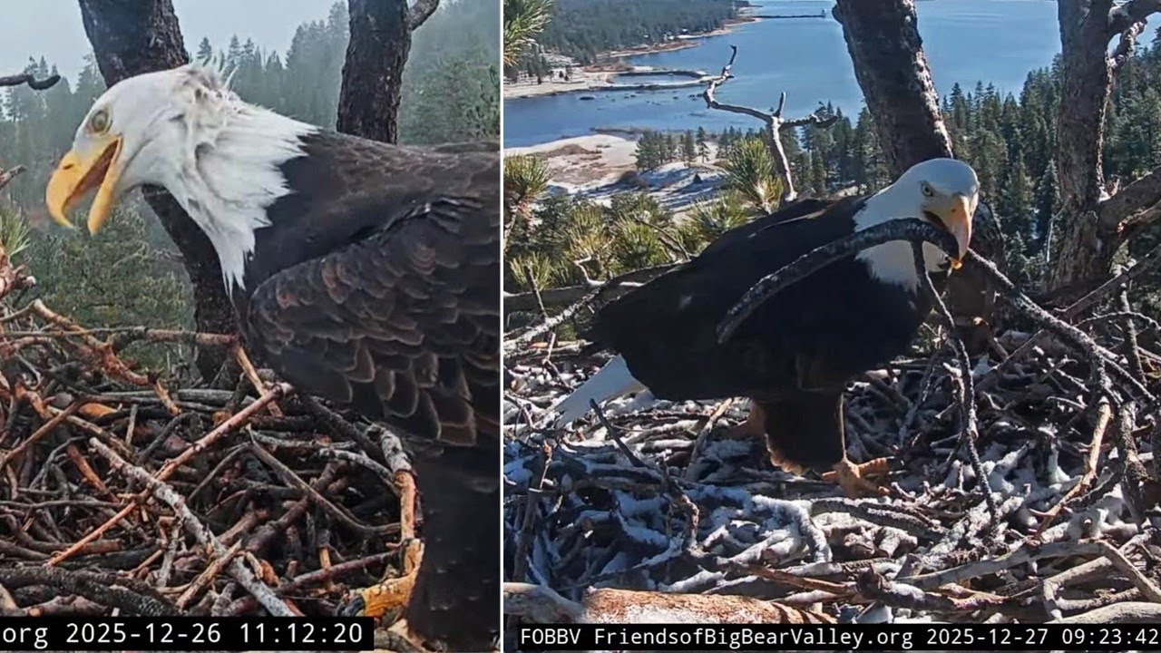 FOBBVCAM Eagles🦅Jackie With and Without Fishing Line🎣 With Shadow and ...