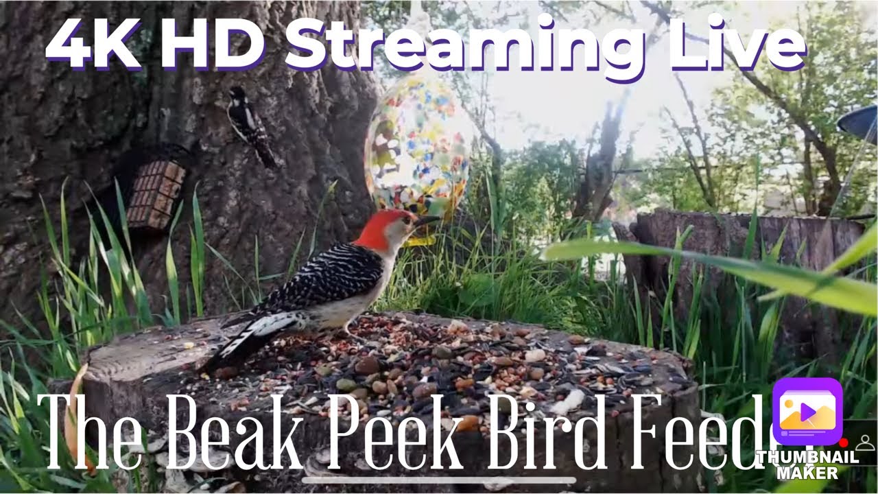 Live Birds In 4K! Beak Peek Live Bird Feeder Watch 4K Streaming Cam at ...