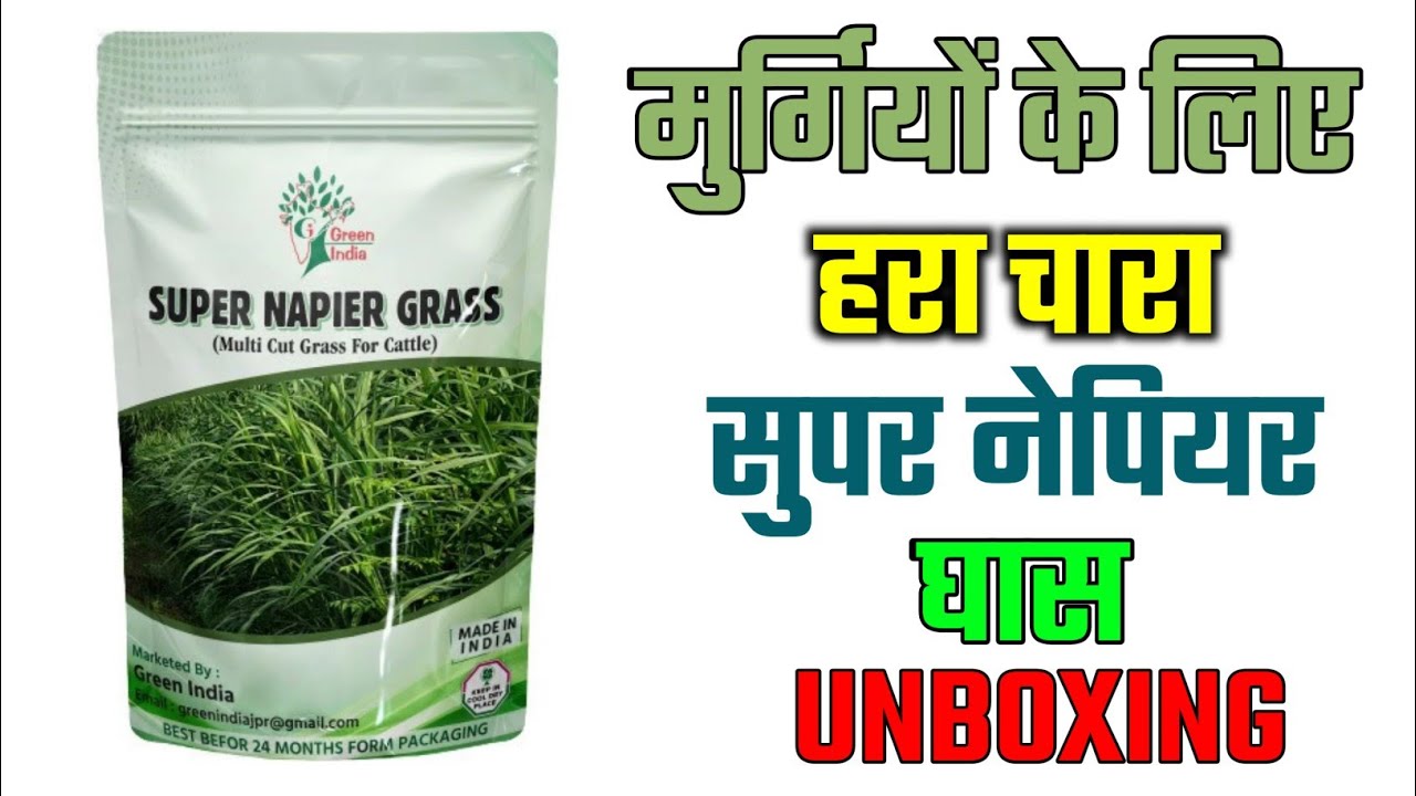 Green India SUPER NAPIER GRASS HIGH YIELD Seed UnBoxing - YouTube