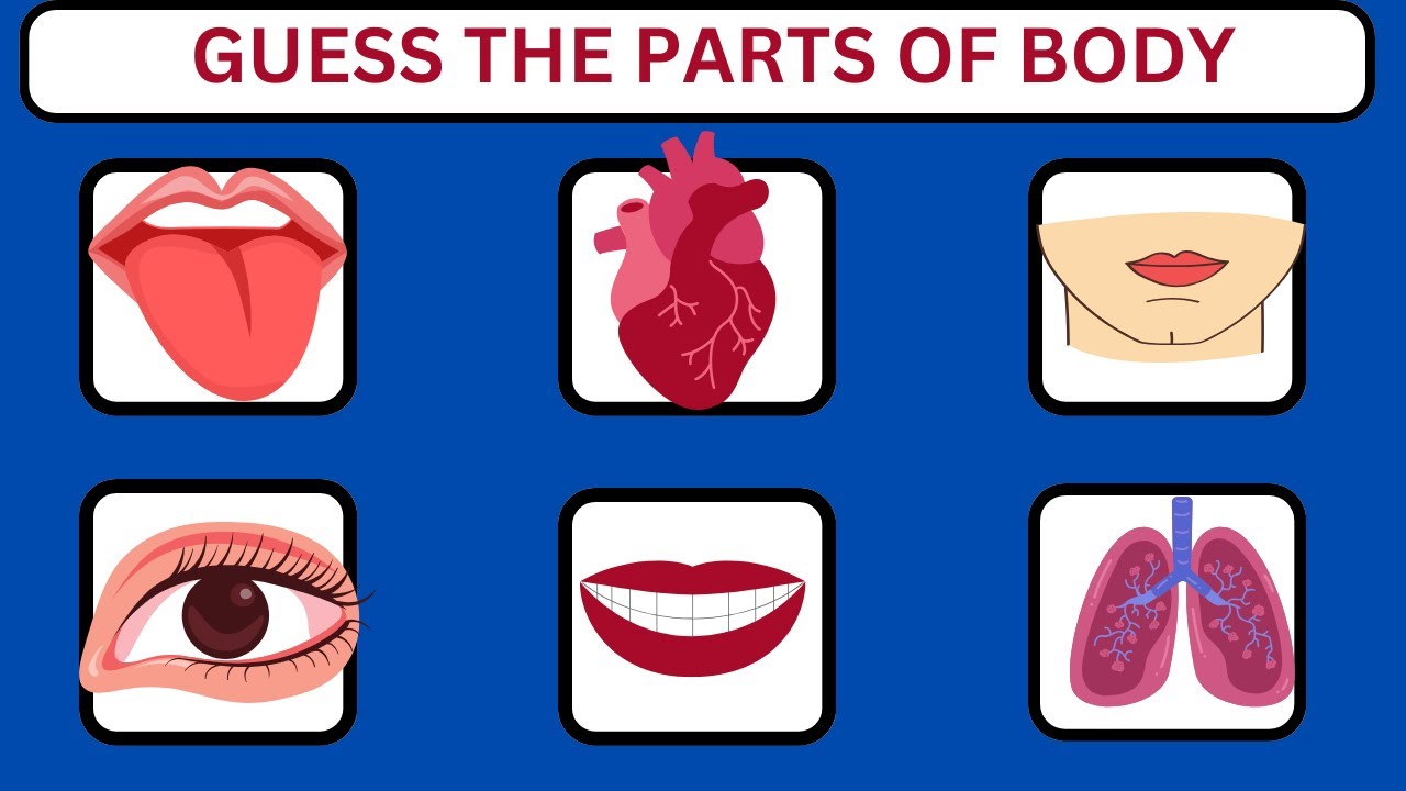 GUESS THE PARTS OD BODY|BODY PARTS|CAT QUIZ - YouTube