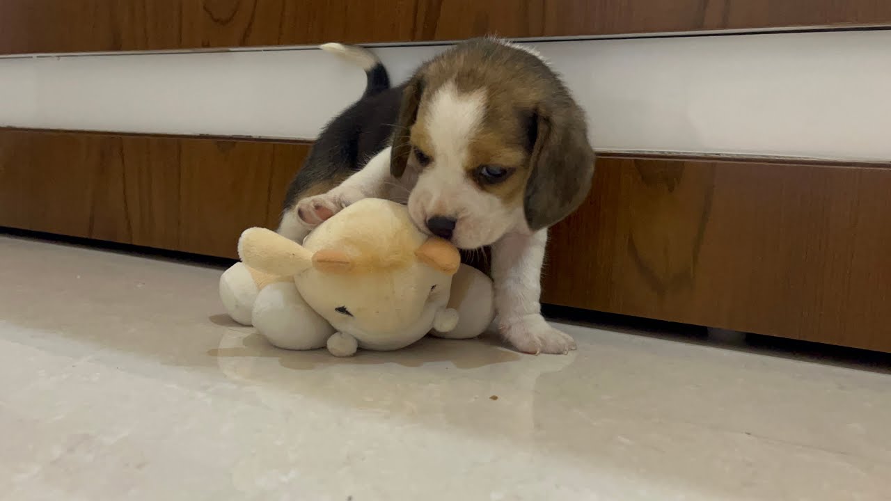 A sneak peek in Hectic life of a puppy 🐶 @Life_of_Romeo - YouTube