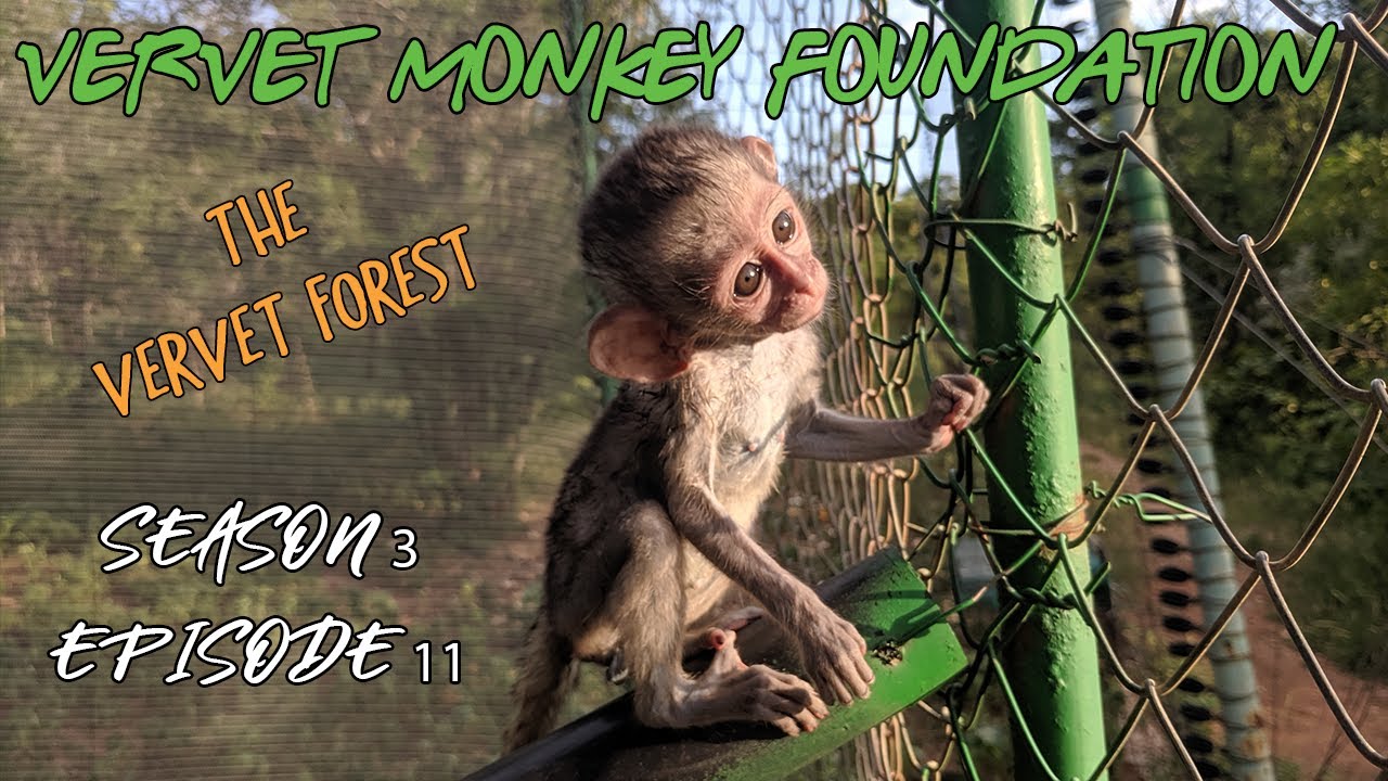 #BabyMonkey integrations, New arrivals, baby Samango Monkey Intro ...
