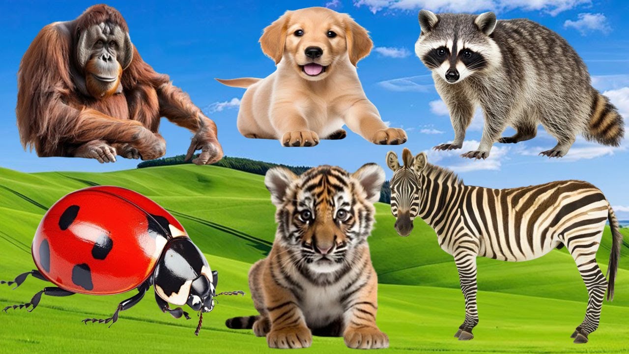 Bustling Animal World Sounds Around Us - Beaver, Beetle, Buffalo ...