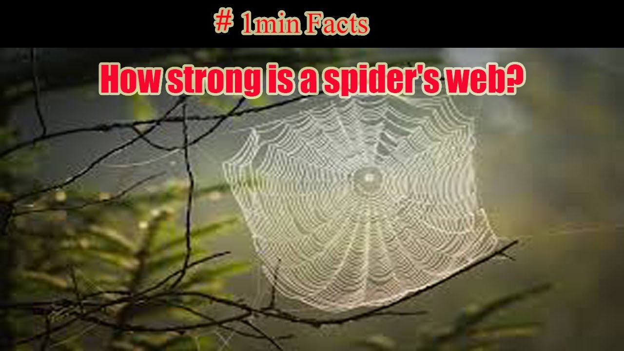 How strong is a spider's web #shorts - YouTube