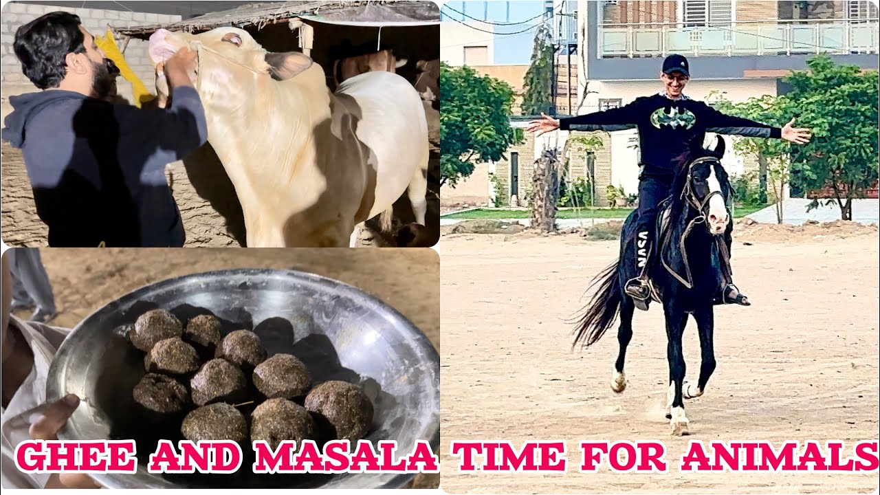 GHEE AND MASALA TIME FOR ANIMALS AT THARO CATTLE - YouTube