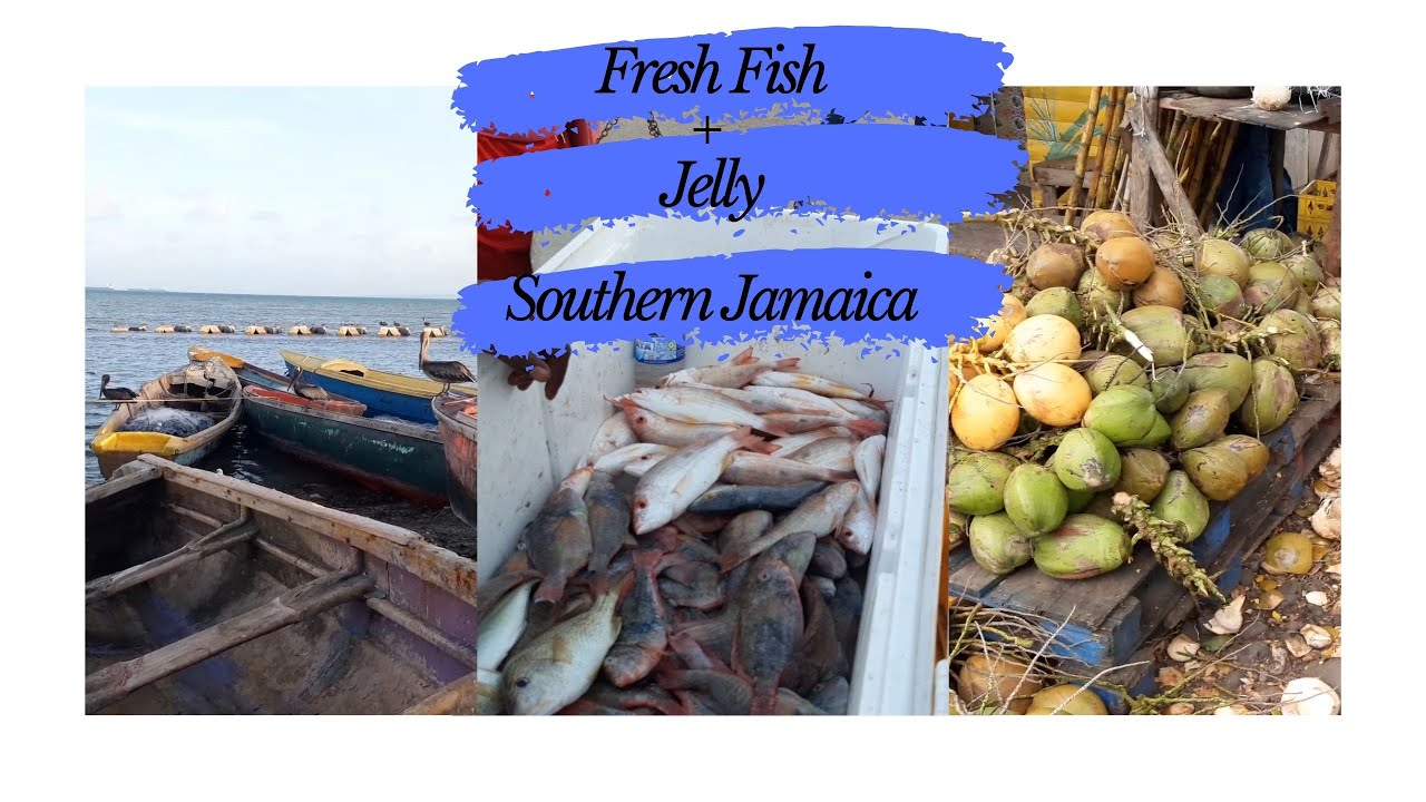 Two Saturdays in Southern JA| Fresh Fish,Jelly, and Road Trip to ...